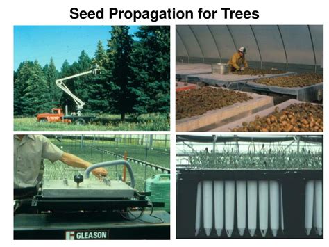 Ppt Seed Propagation Powerpoint Presentation Free Download Id6798484
