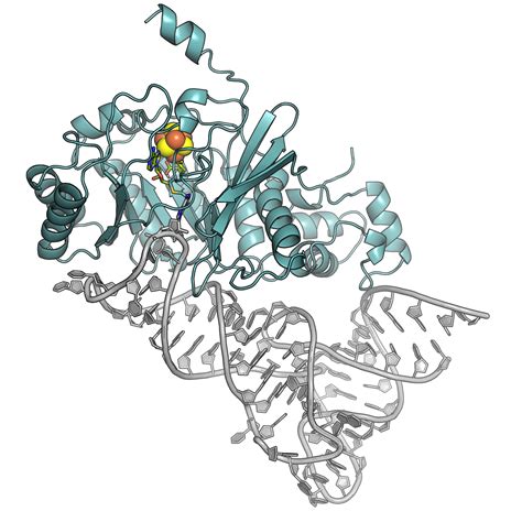 3 D Structure Of Rna Modifying Protein Revealed