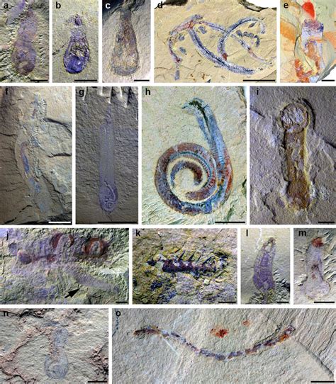 Vermiform Fossils From The Haiyan Lagerstätte Ad Priapulid Worms A