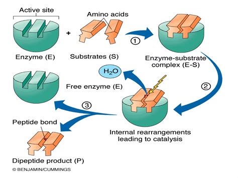 simple eutectic system pb ag pptx