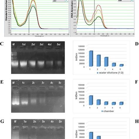 Probe Extraction And Cdna Synthesis Serial Singlestranded Rna
