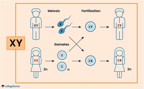 CBSE Class Biology Notes Chapter Principles Of Inheritance And Variation