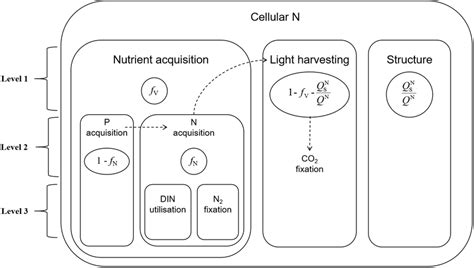 three levels of nitrogen partitioning in the pahlow model level 1