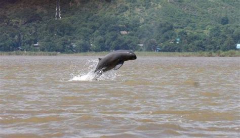 ရှားပါးမျိုးစိတ်ဖြစ်သည့် ဧရာဝတီလင်းပိုင်ထိန်းသိမ်းရေးကို အဖွဲ့အစည်းများနှင့် ပူးပေါင်းဆောင်ရွက