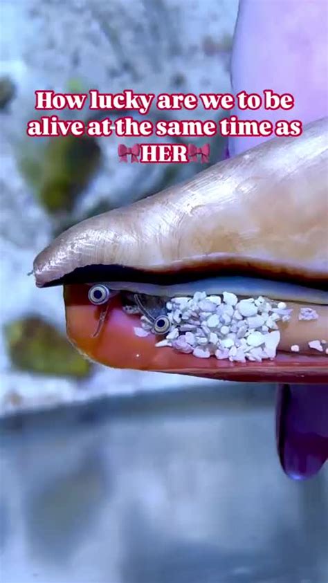 Why Would Anyone Want A I When You Can Have Conch Album On Imgur