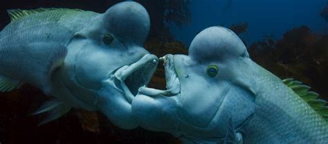 Our Blue Planet Incredible Ocean Stories Visuals BBC Earth