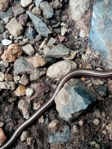 Snake Detection Object Detection Dataset And Pre Trained Model By Snake