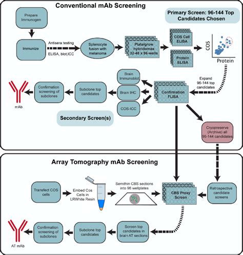 Flow Diagram Of The MAb Screening Workflow Flow Charts Illustrating Download Scientific