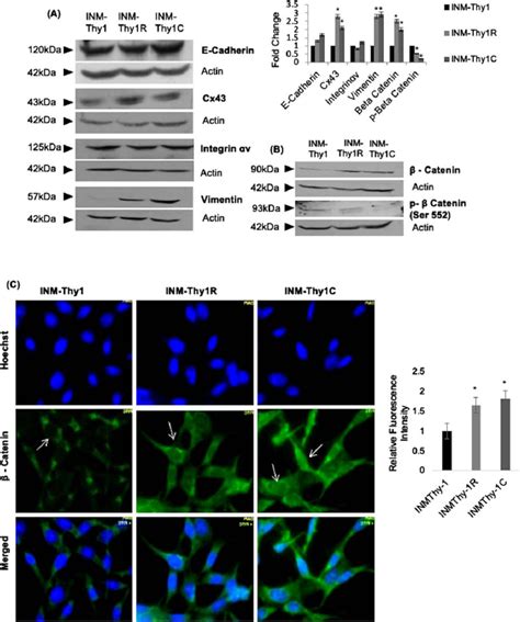 Alterations In Expression And Intracellular Localization Of Cell
