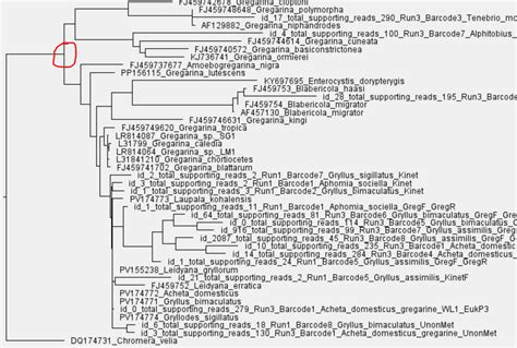 R Phylogenetic Tree With Ggtree Outgroup Branch Display Stack Overflow