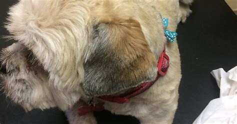 Pupper Sent From The Heavens Is Being Sent Back Album On Imgur