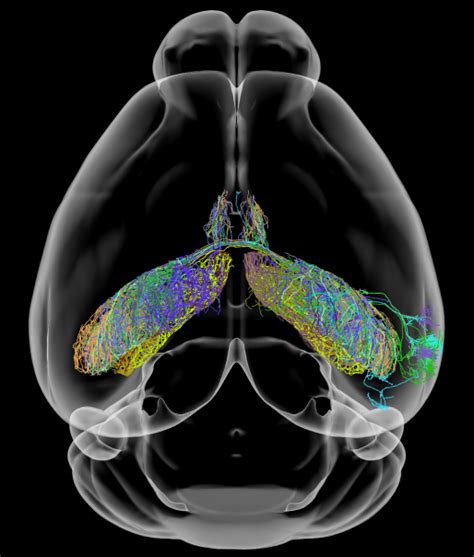 中国科学院脑科学数据中心