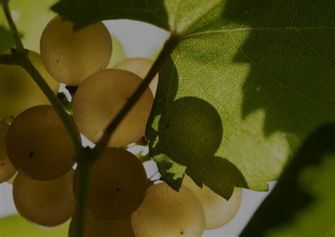 Caviro Group Vision Business Model And History Caviro