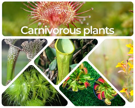 Carnivorous Plants Insectivorous Plants With Names And 48 Off