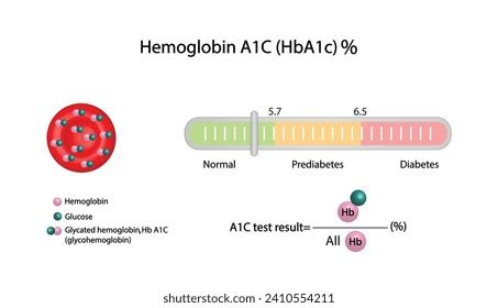 Hemoglobin A C Hba C Test Hba C Levels Stock Vector Royalty Free