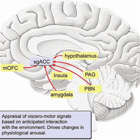Anterior Cingulate Cortex Download Scientific Diagram