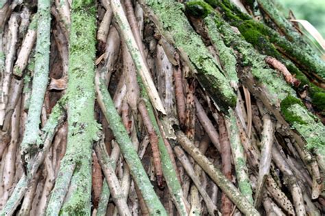 Chertochet Pandanus Polycephalus · Inaturalist