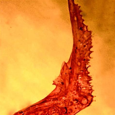 Preopercle Bone Of Dicrossus Gladicauda Serrated Posterior Edge On The