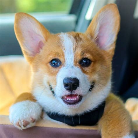 Mango And Steve Youtube