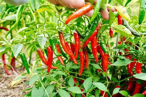 Pepper Plant Spacing HeebaHaylaie