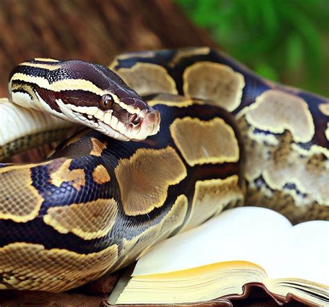 Python Programming A Beginners Guide Robotic Report