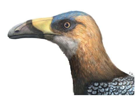 Fossil Bird With Big Beak May Provide Fresh Understanding Of Avian Evolution Say Scientists