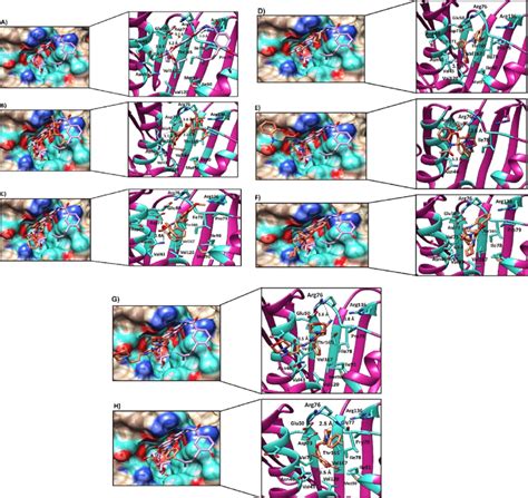 Refined Docking Model Of A Clorobiocin Violet Stick B Novobiocin Download Scientific