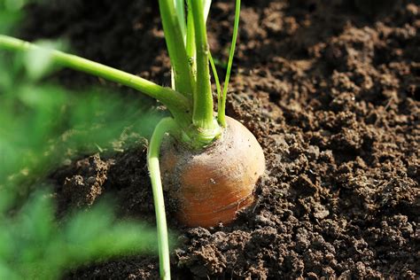 Nitrogen Fixing Bacteria And Mycorrhizal Fungi Enhance Soil Nutrient