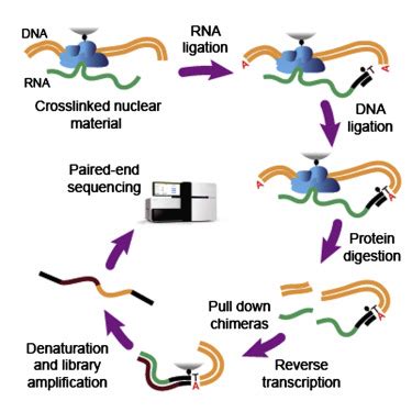 New Tool To Map RNA DNA Interactions Could Help Researchers Translate Gene Sequences Into