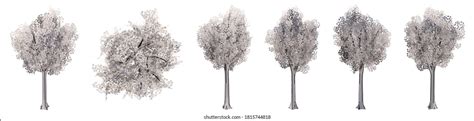 Set Collection Drawings Trees Isolated On Stock Illustration 1815744818 Shutterstock