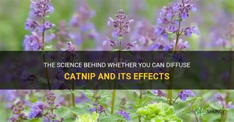 The Science Behind Whether You Can Diffuse Catnip And Its Effects Shuncy