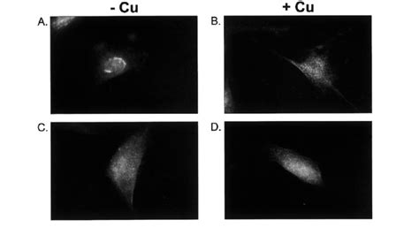 Effect Of Copper On Mnk Localization In Amniocyte Cells Cultured Download Scientific Diagram