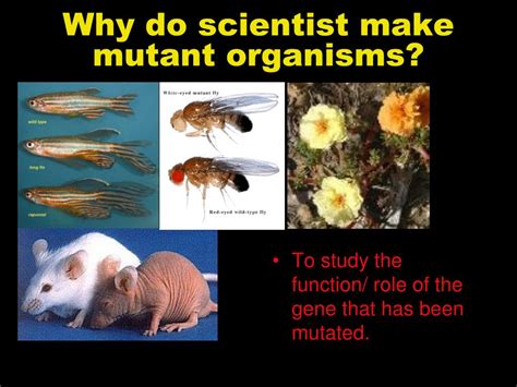 ppt wildtype versus mutant powerpoint presentation free download