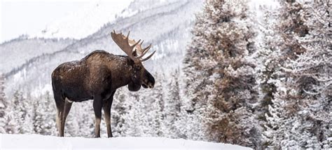 Deer Vs Moose Comparison Difference Between A Deer And Moose