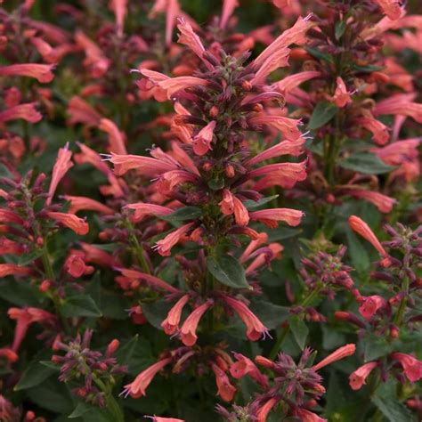 Agastache Mexicana Summerlong™ Balsumlora Mexican Giant Hyssop Garden Center Marketing