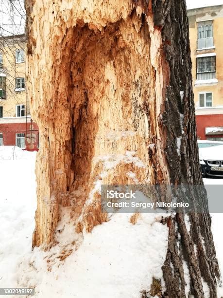 나무에 중공 겨울 숲 자작 나무와 빈 자작 나무에 빈 자작 나무의 오프닝 딱따구리는 나무에 구멍을 만들었습니다 0명에 대한 스톡 사진 및 기타 이미지 Istock