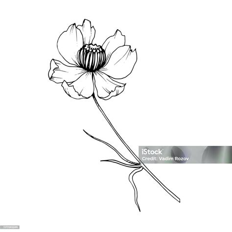 벡터 코스모스 꽃 식물 꽃입니다 흑백 잉크 아트가 새겨져 있습니다 격리된 코스메아 일러스트레이션 요소입니다 꽃 식물에 대한 스톡 벡터 아트 및 기타 이미지 Istock