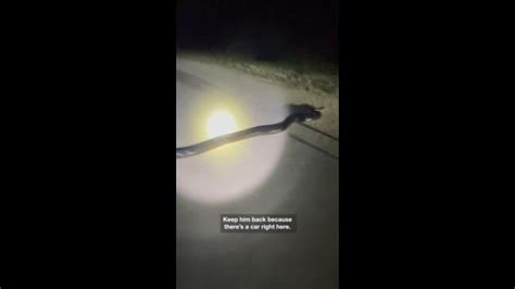 Locals Capture “monster” Burmese Python Au — Australias