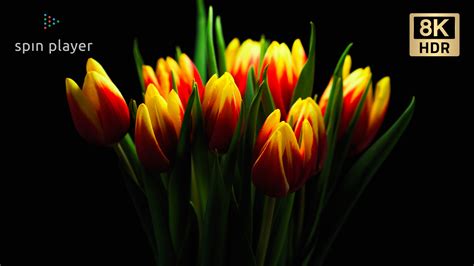 Spin Digital K HDR Playback Using Spin Digital S Media Player