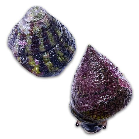 Red Banded Trochus Snail Blue Seas Aquariums