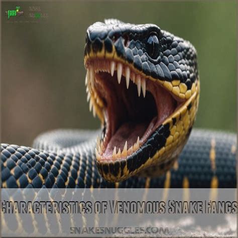 Venomous Snake Fangs Length Which Serpents Have The Longest