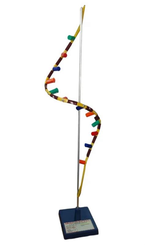 Plastic Ribonucleotide Acid Science Model At Rs 2000 In Ambala Id 2853574058273