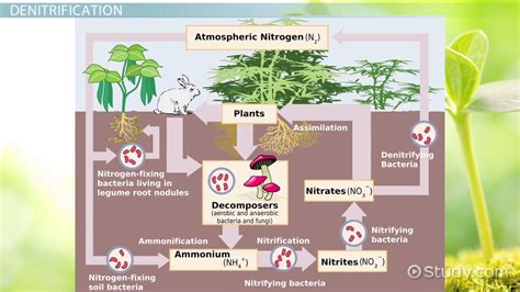 Assimilation Nitrogen Cycle