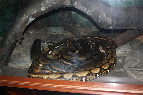 World Of Reptiles Massive Reticulated Python Zoochat