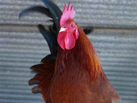 Gallo Herb Branży Drobiarskiej - Darmowe zdjęcie na Pixabay - Pixabay