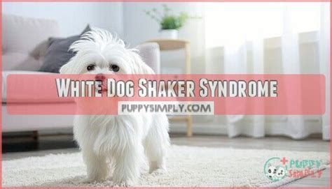 Maltese Lifespan Facts You Should Know Health Tips And Care Guide