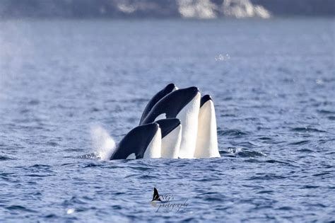 Lings Cetacean Photos West Coast Transient Killer Whale Pod T109a2s