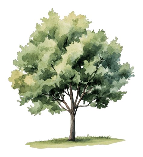 Tree Sketch Pngs For Free Download
