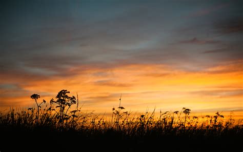 Sunset Grass Wallpapers Wallpaper Cave