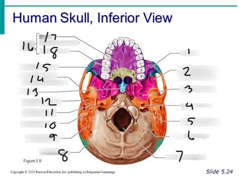 Superior View Diagram Quizlet